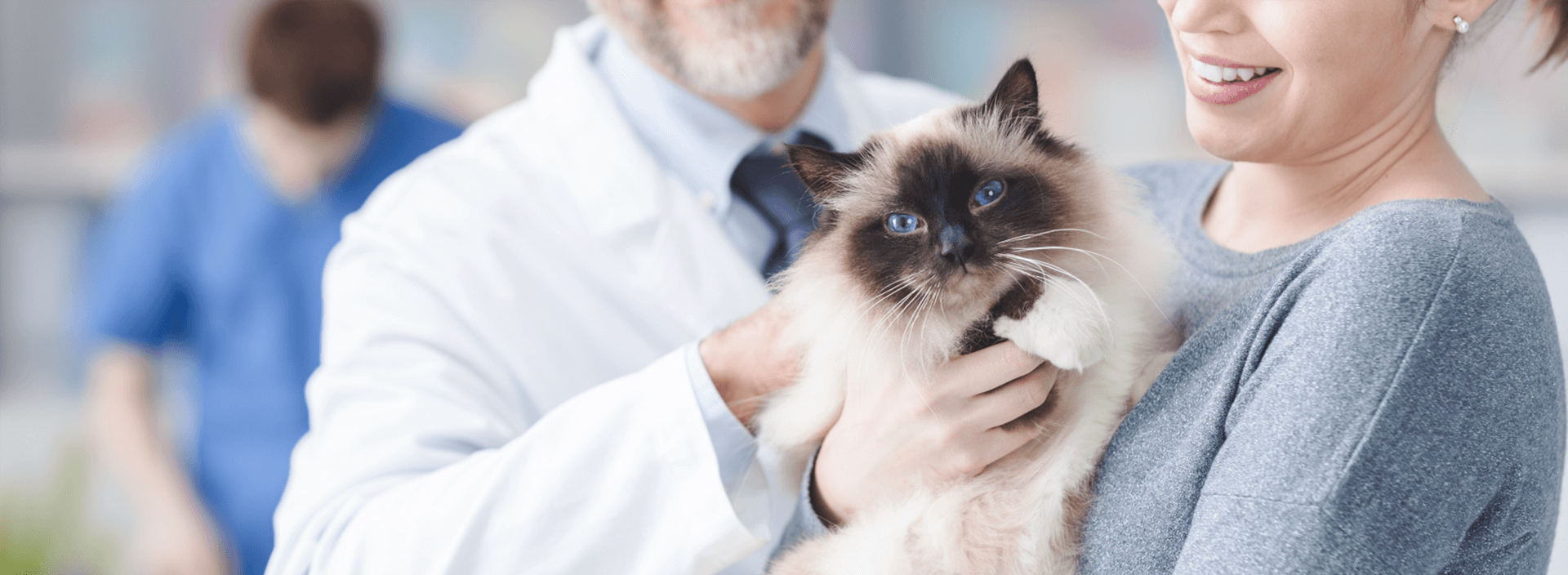 Cvo Stériliser Votre Chien Ou Chat Avantages